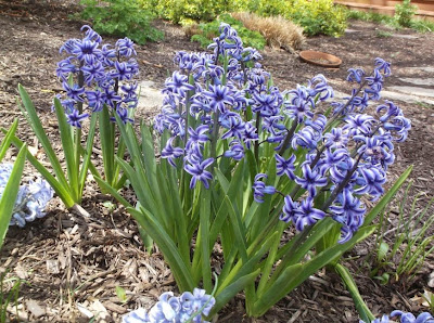 Future Plants by Randy Stewart: Hyacinth
