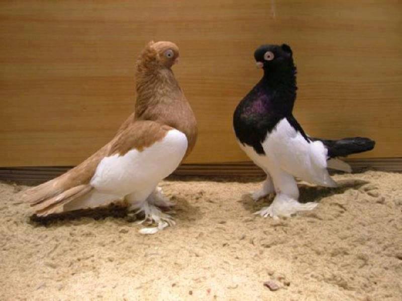 World of Pigeons and Doves: Berlin Short Face Tumbler - ( Berliner Kurze )