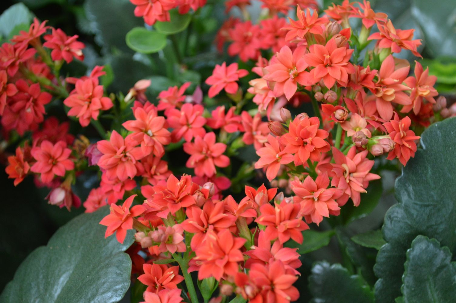 RW PAISAGISMO: FLORES: CALÂNCOE OU FLOR DA FORTUNA
