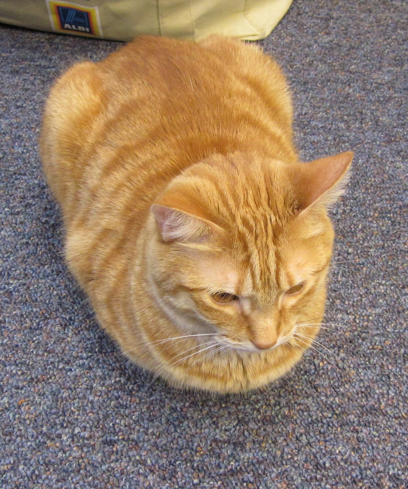 Kitikata-san's Blog: Catloaf - WCB