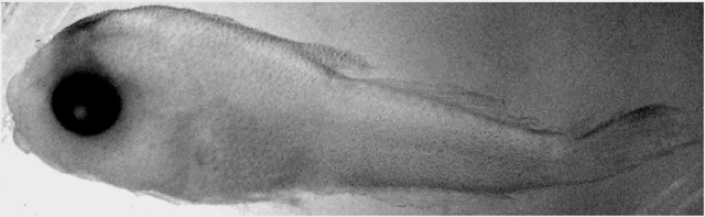 Artes de Pesca: ACTINOPTERYGII