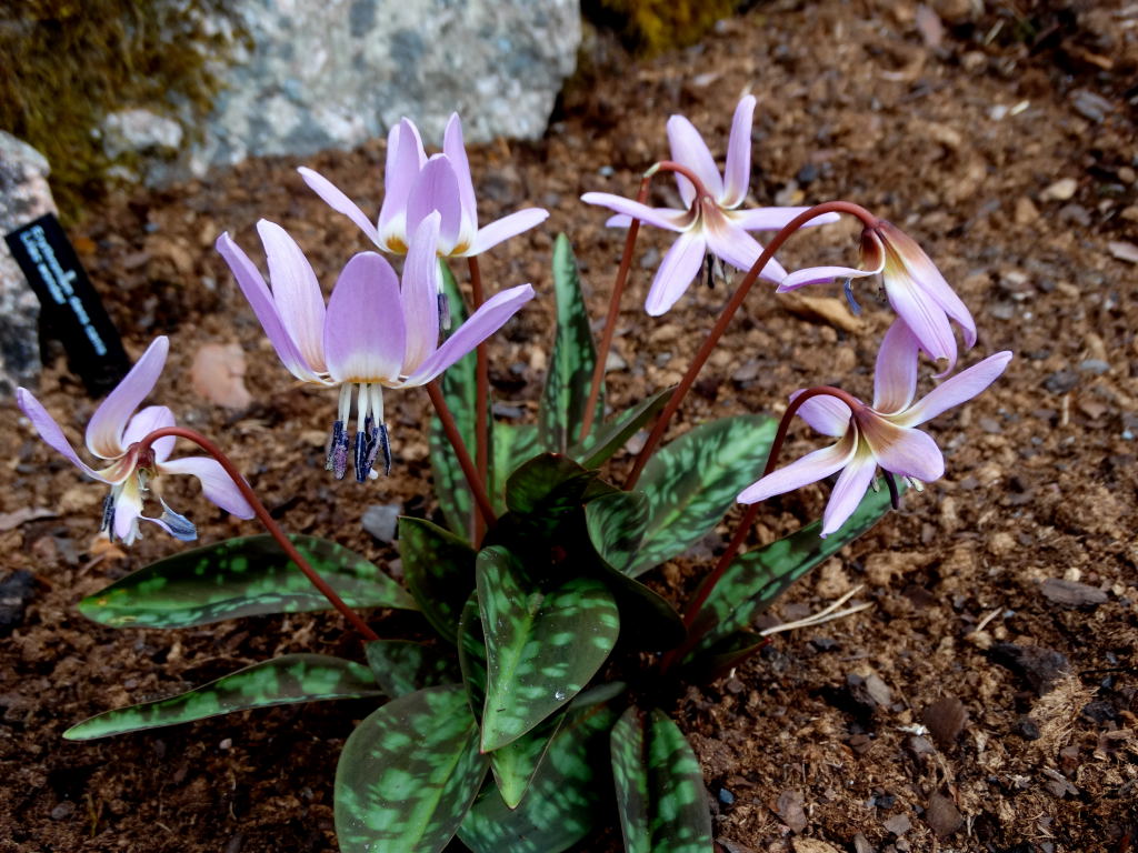 Hagtorpet: Erythronium hundtandslilja