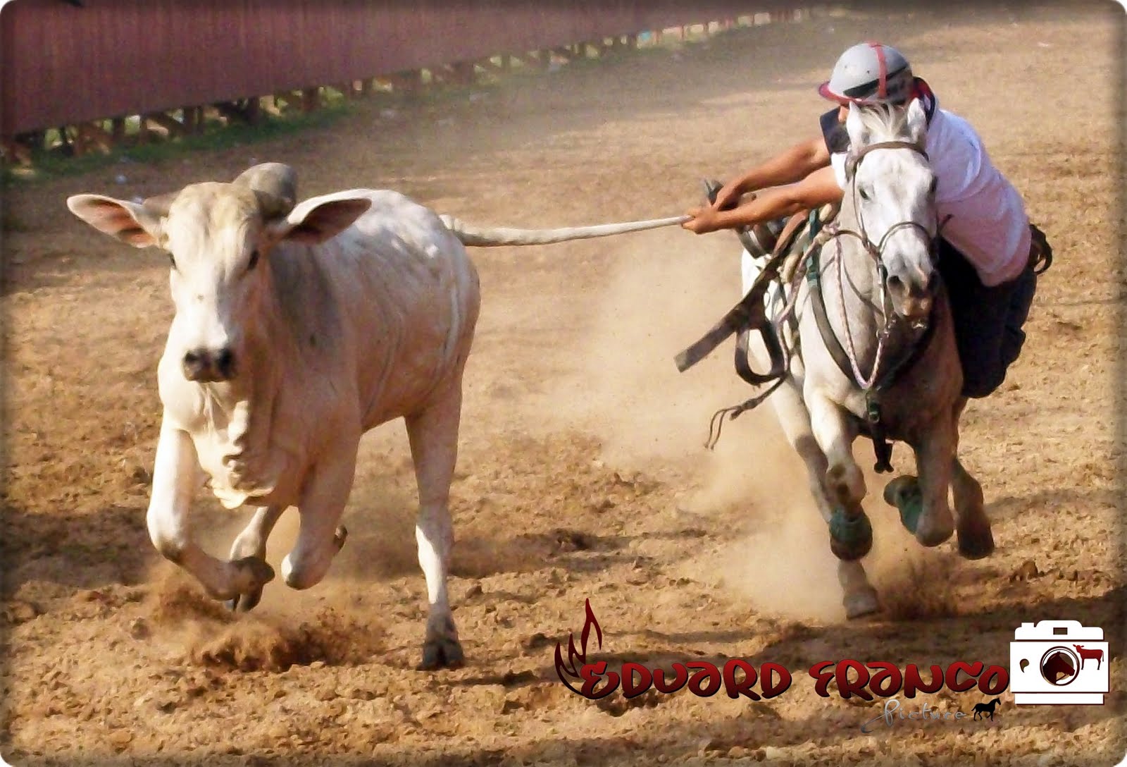 Coleo: Latinoamericano de coleo 2011