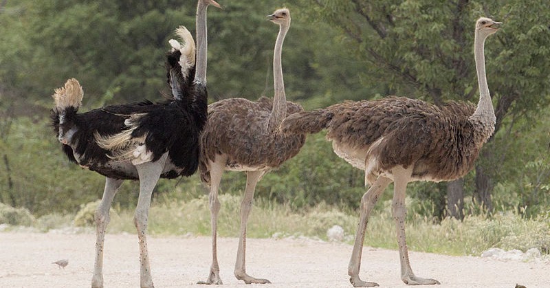 Catalogue of Organisms: The Ostrich: From Whence this Derpy Horror?