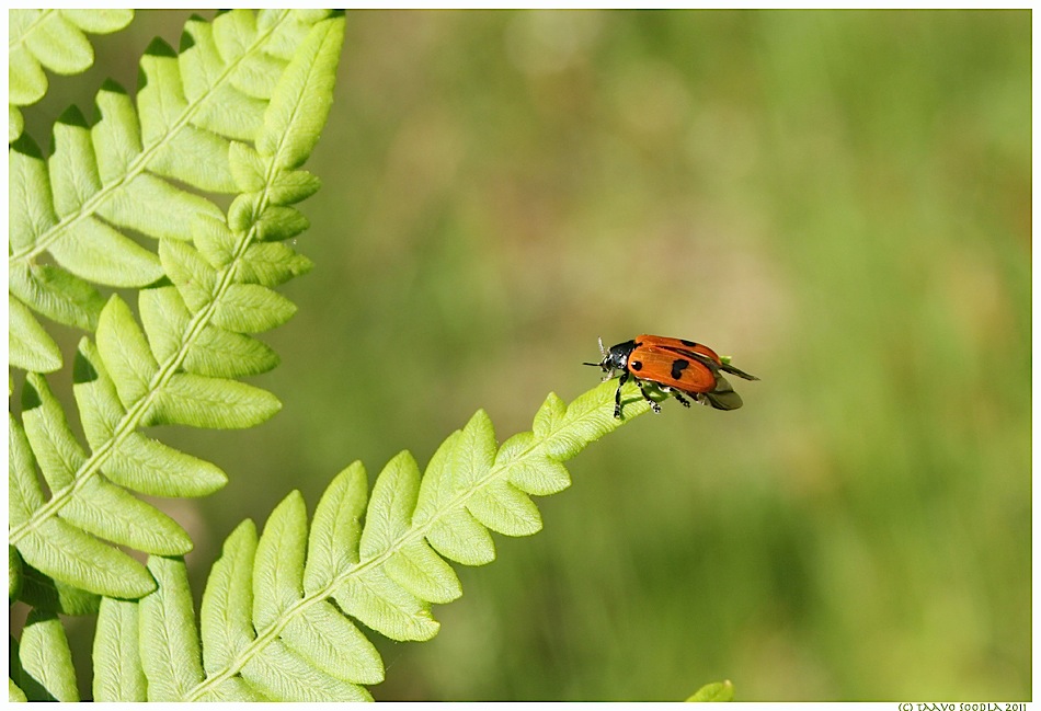TaavoFoto: LIBLIKATE KAHEVÕITLUS JA LEPATRIINU RAHUIDÜLL