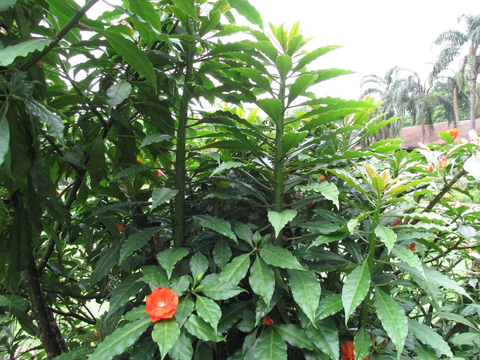 .: Ora Pro Nobis: todos os tipos