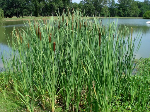 Argentina nativa: Totora (Typha latifolia)
