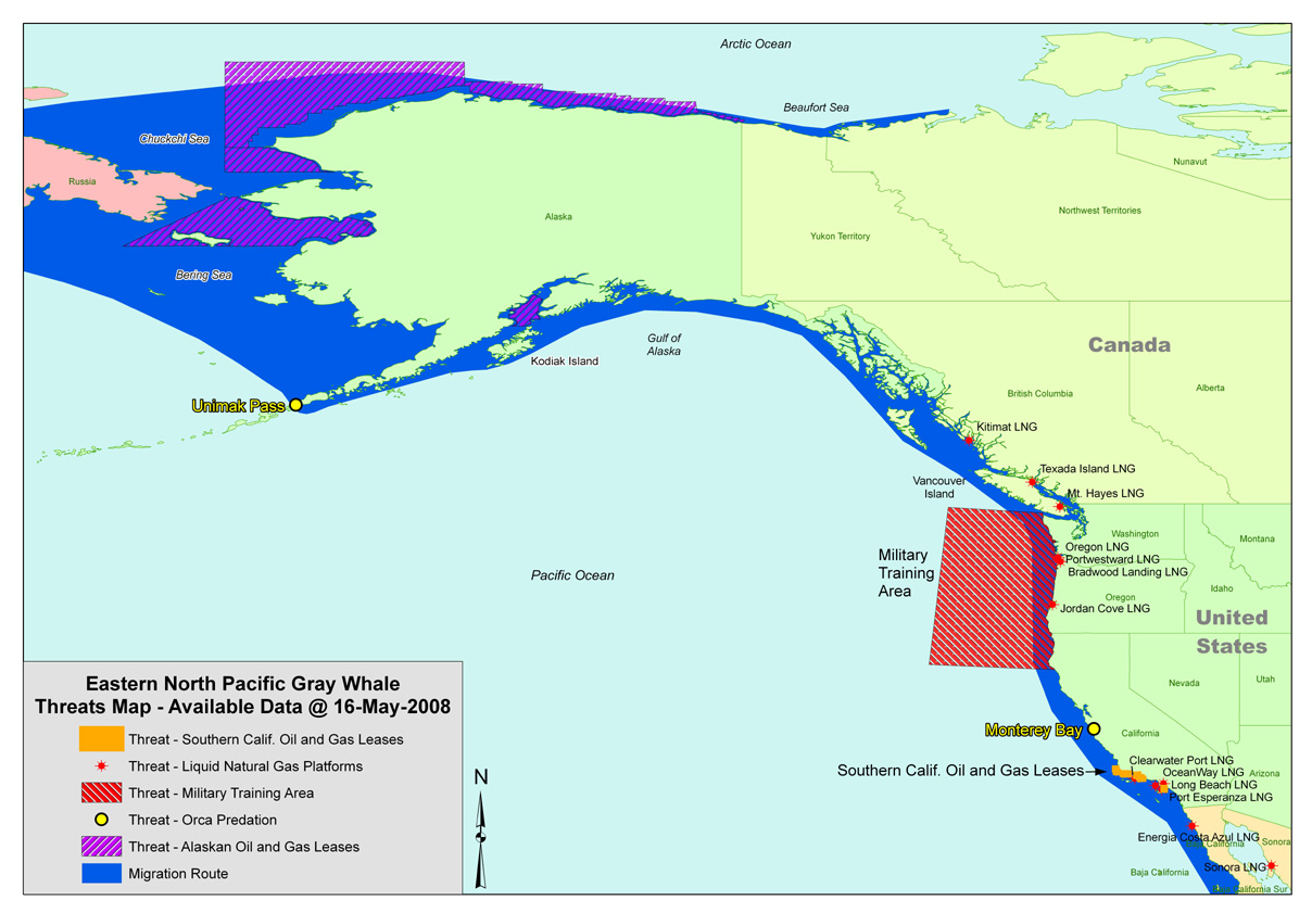 ny4whales: THE EASTERN PACIFIC GRAY WHALE: Another Imperiled Cetacean