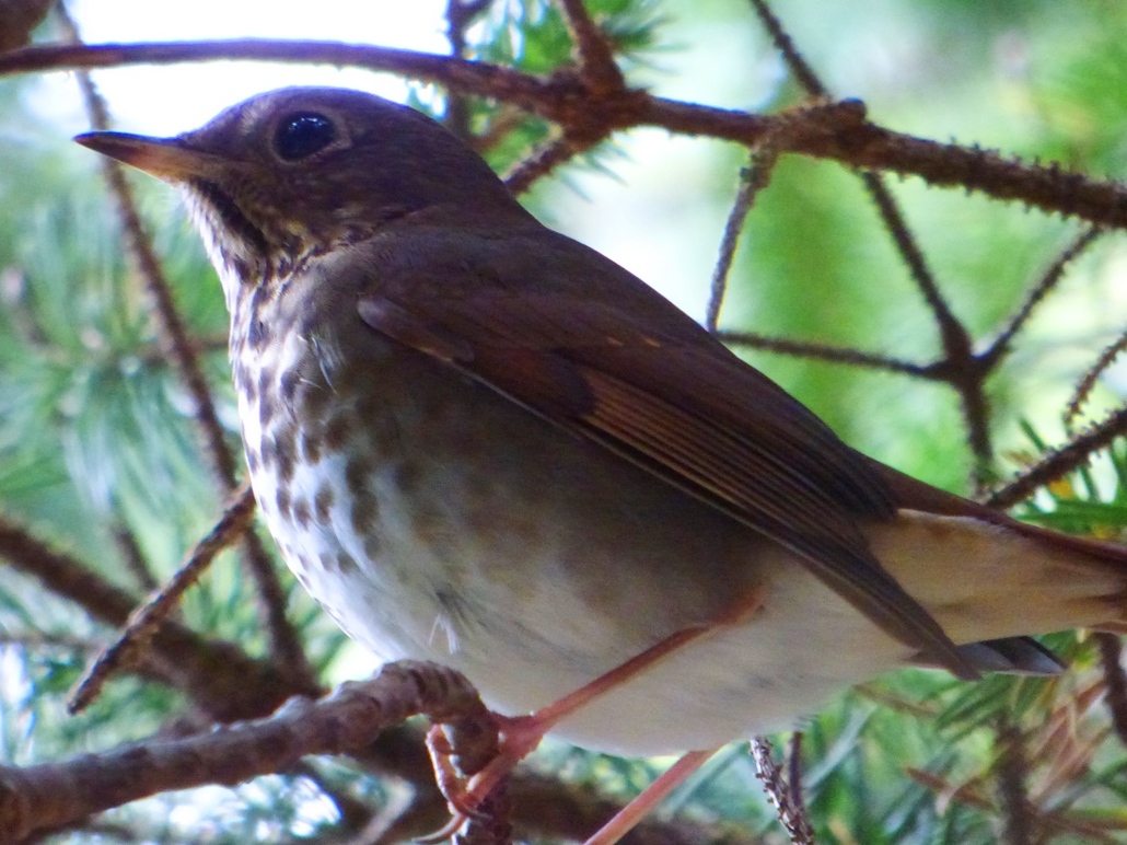 Geotripper's California Birds: Hermit Thrush at Cape Perpetua, Oregon