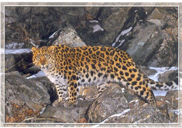 My Picture Postcards Far Eastern Amur Leopard