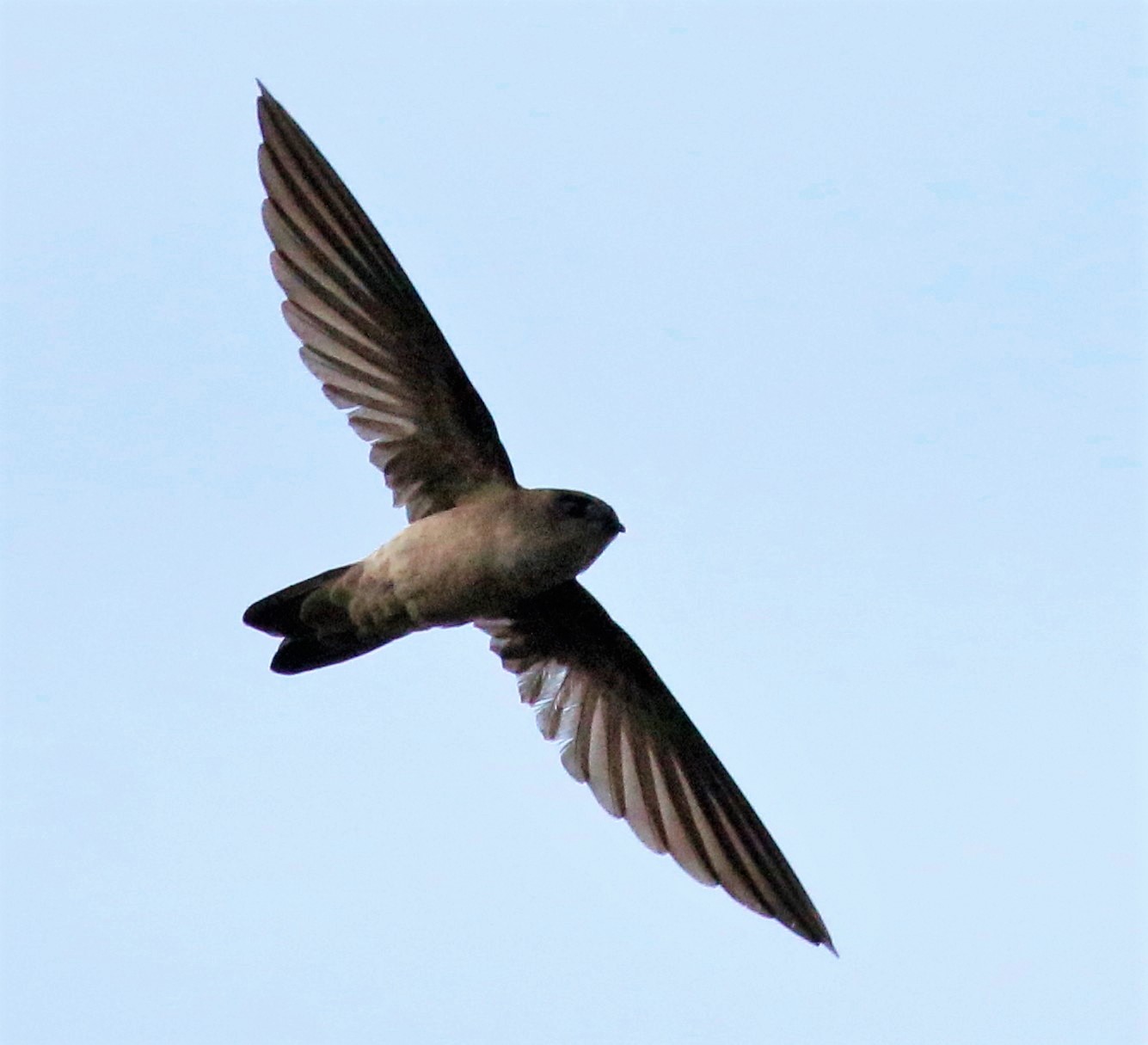 Ron-Nature-Adventures: Identification of Swiftlets and Swallows (PART 1)