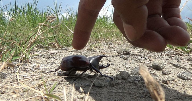 Asiatic rhinoceros beetle (Oryctes rhinocerus)