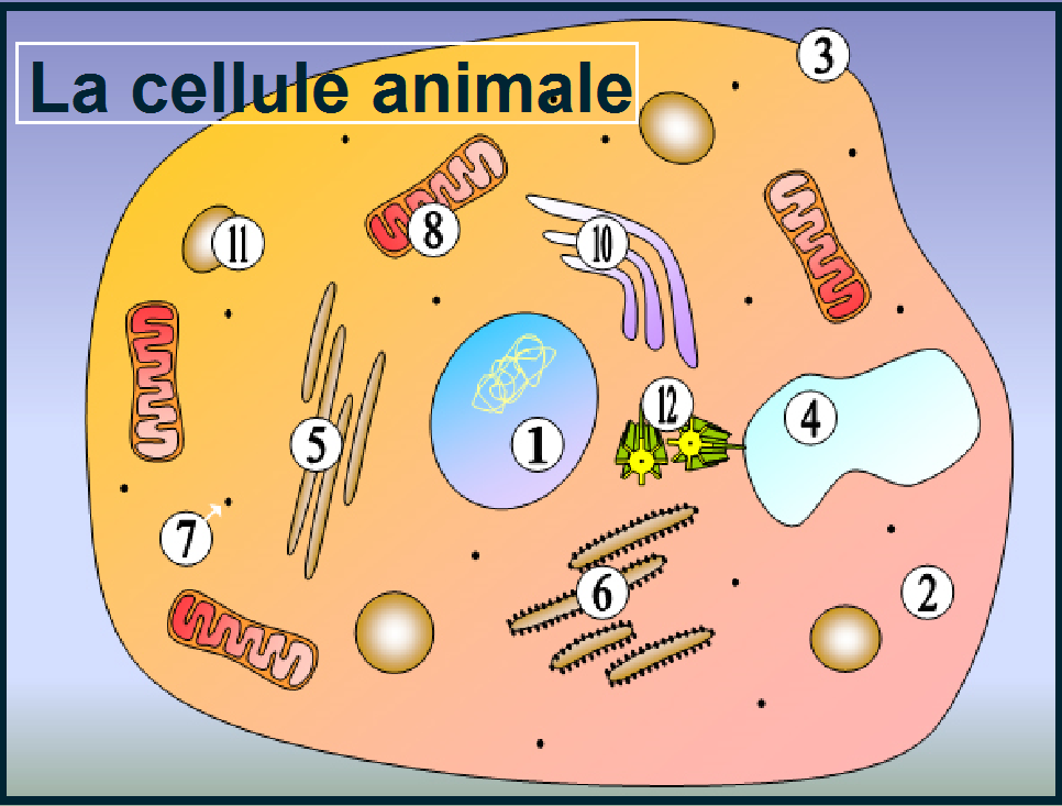 تربية رقمية: La cellule animale