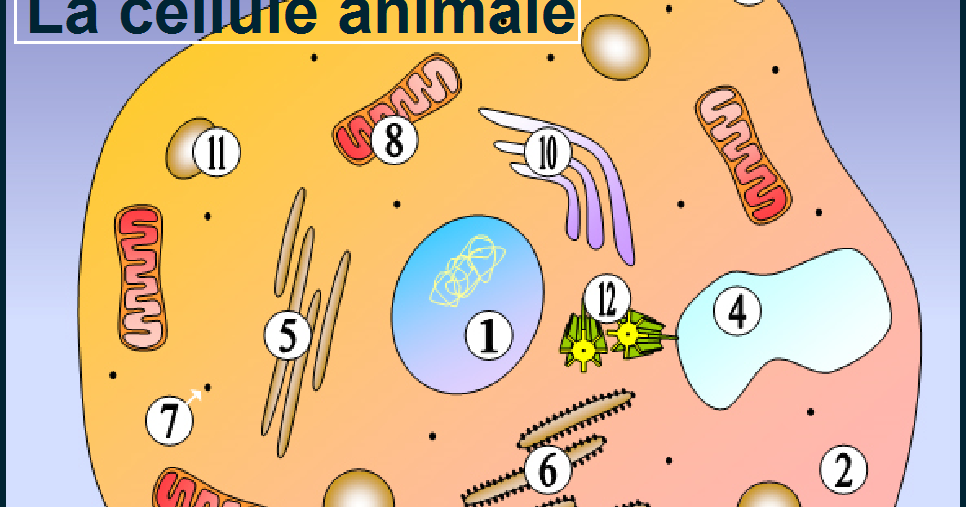 تربية رقمية: La cellule animale