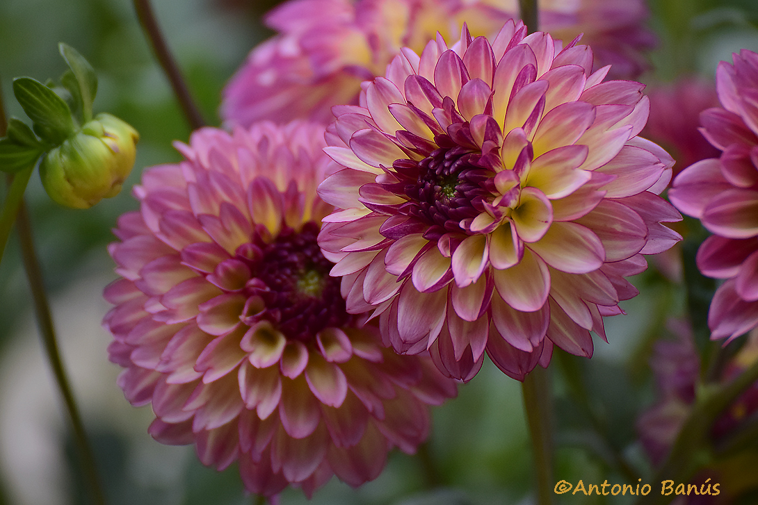 APRENDIENDO CON LA VISTA: Una docena de plantas que empiezan por D