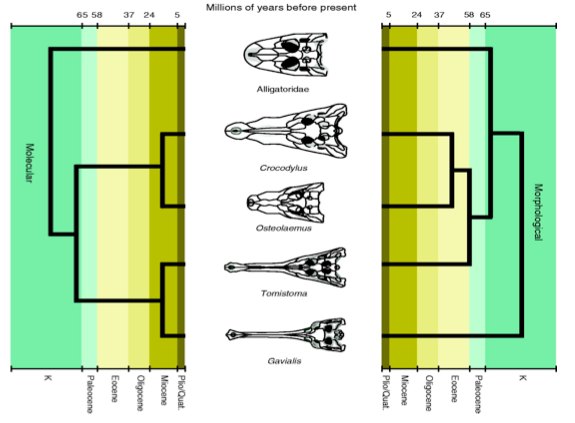 Biology of the Reptilia: Lab 3: Crocodylia (Dan Paluh & Sean Harrington)