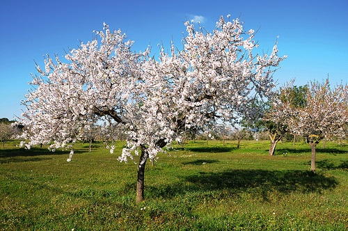 Ægte mandeltræer er sarte