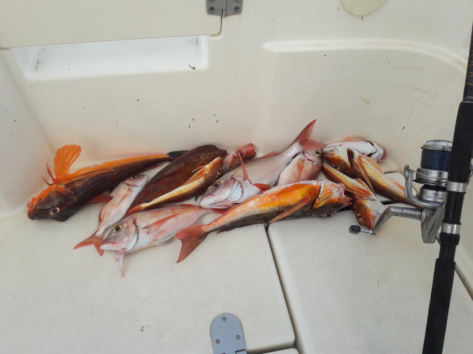 PESCA Y GASTRONOMÍA: PESCAR BRECAS A LA DERIVA