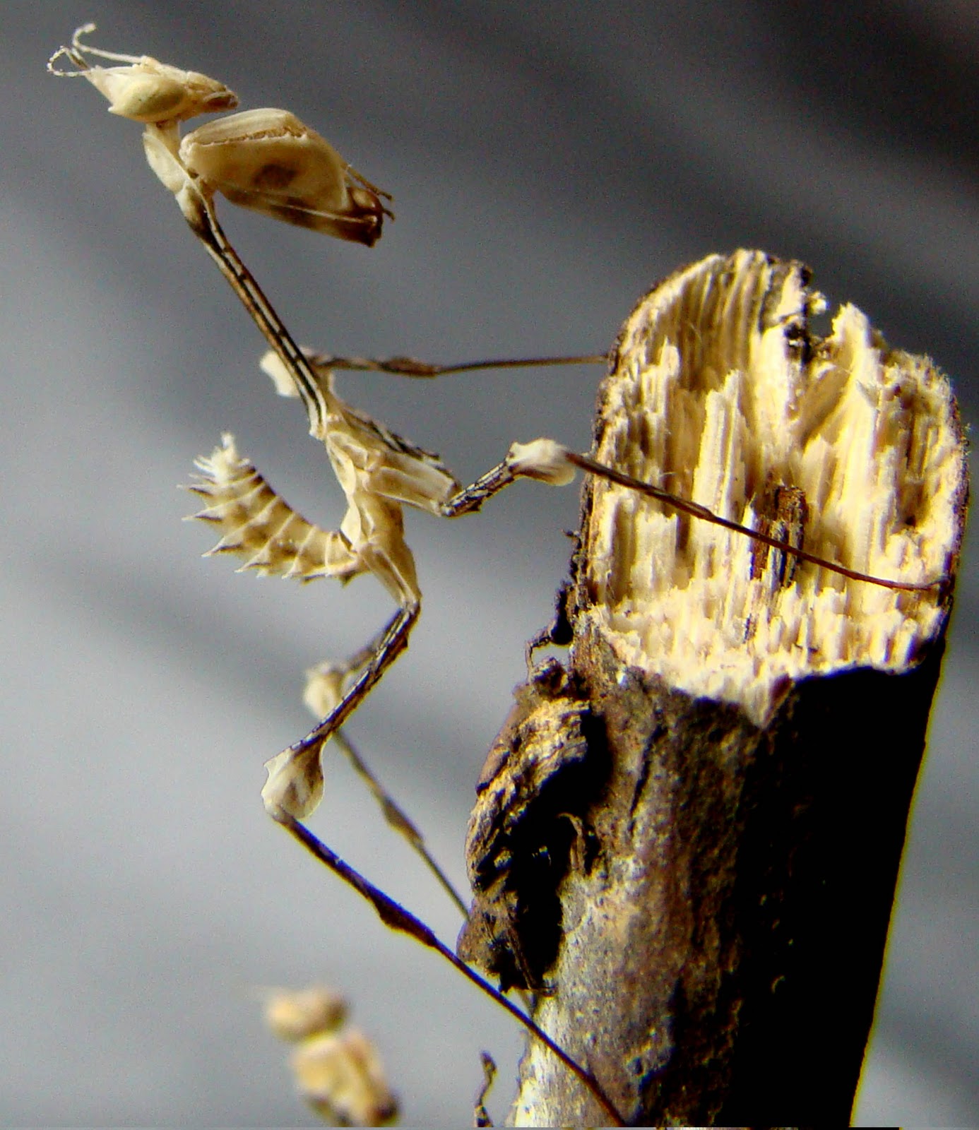 Insects of Kerala: PRAYING MANTIS-2