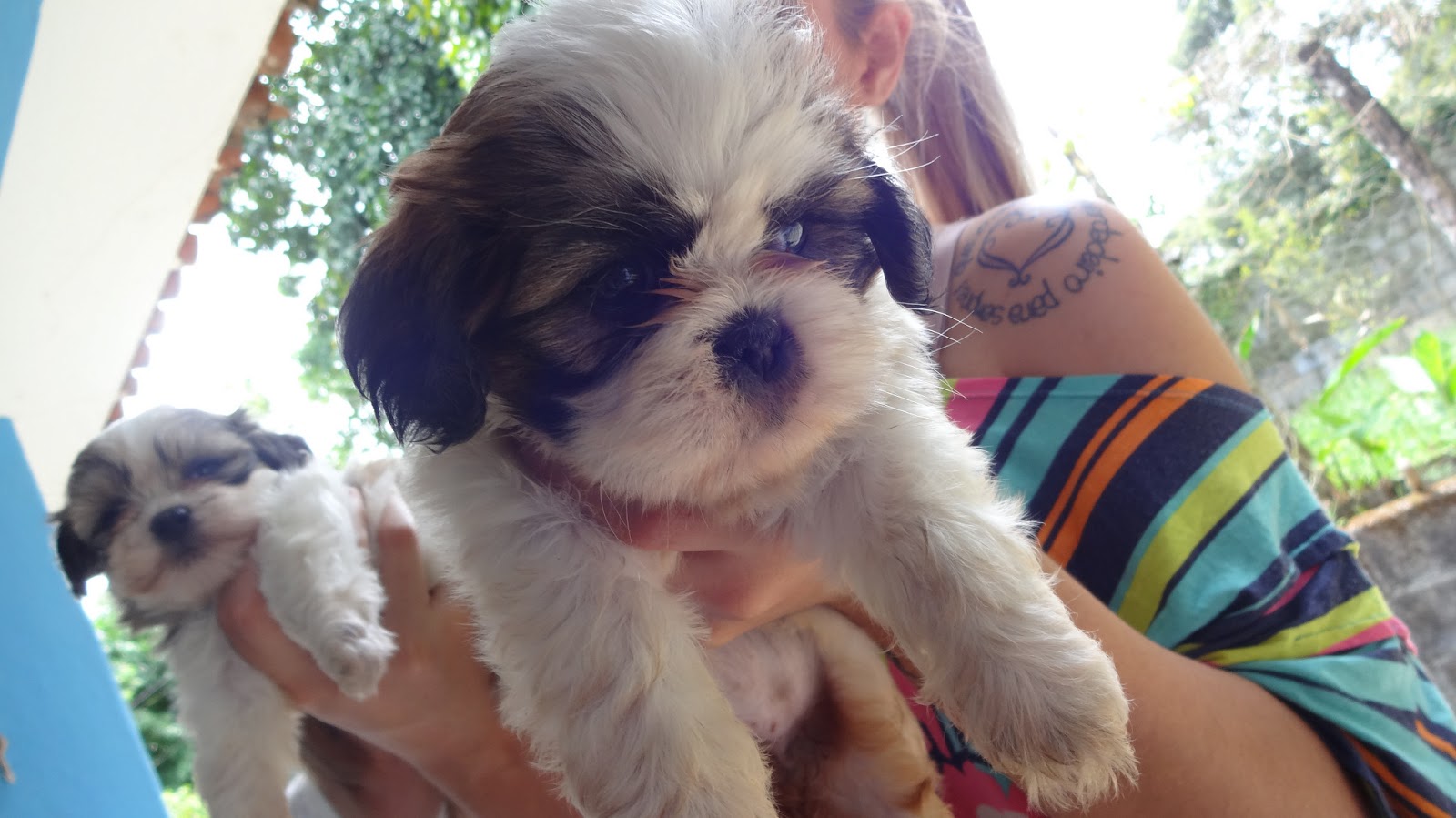 Escolinha de Futebol do Náutico: Filhotes de Shitzu, Lhasa Apso, Maltês ...