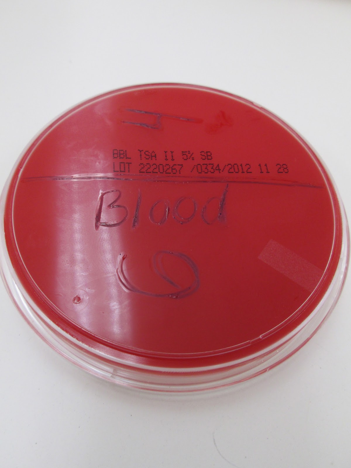 Medical Microbiology