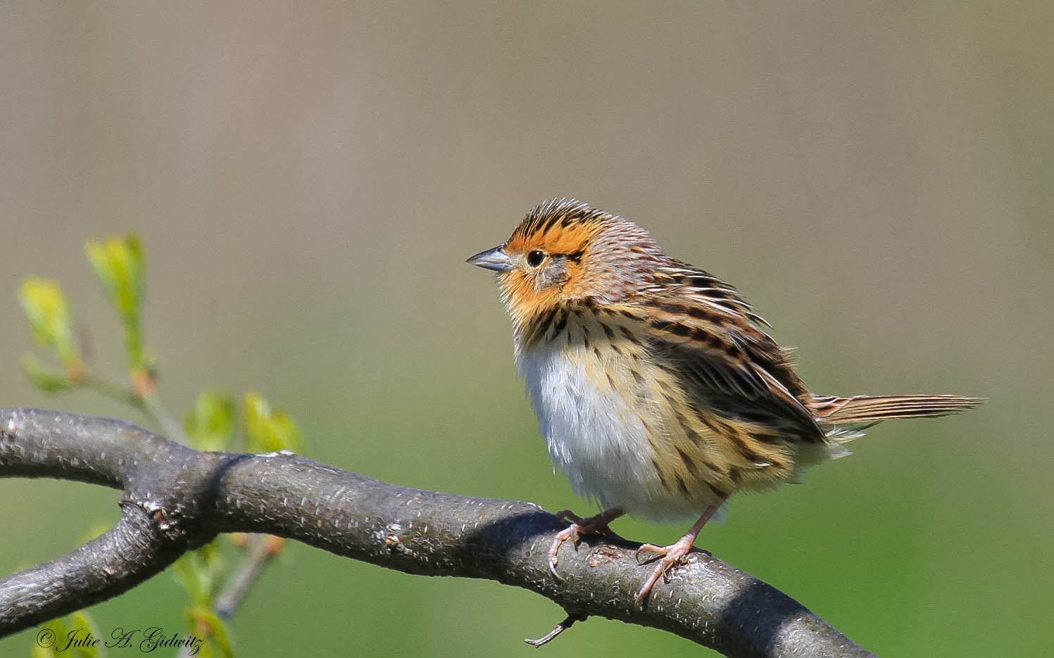 Nature's Splendor: Pretty Spring Birds