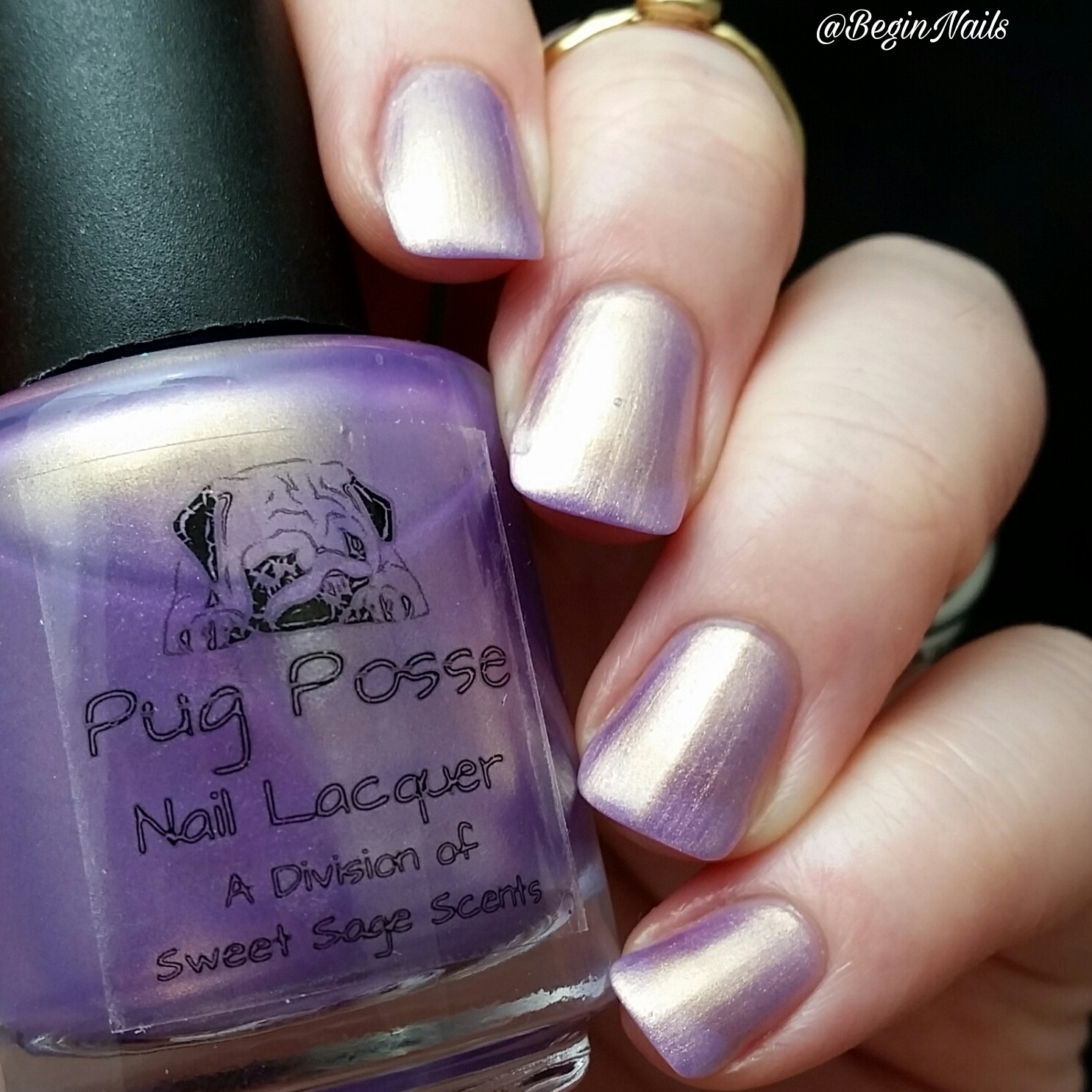 Let's Begin Nails: Pug Posse Nail Lacquer - Pug Love Collection Swatch ...