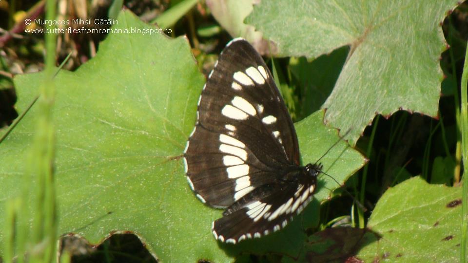 Butterflies from Romania: Neptis rivularis