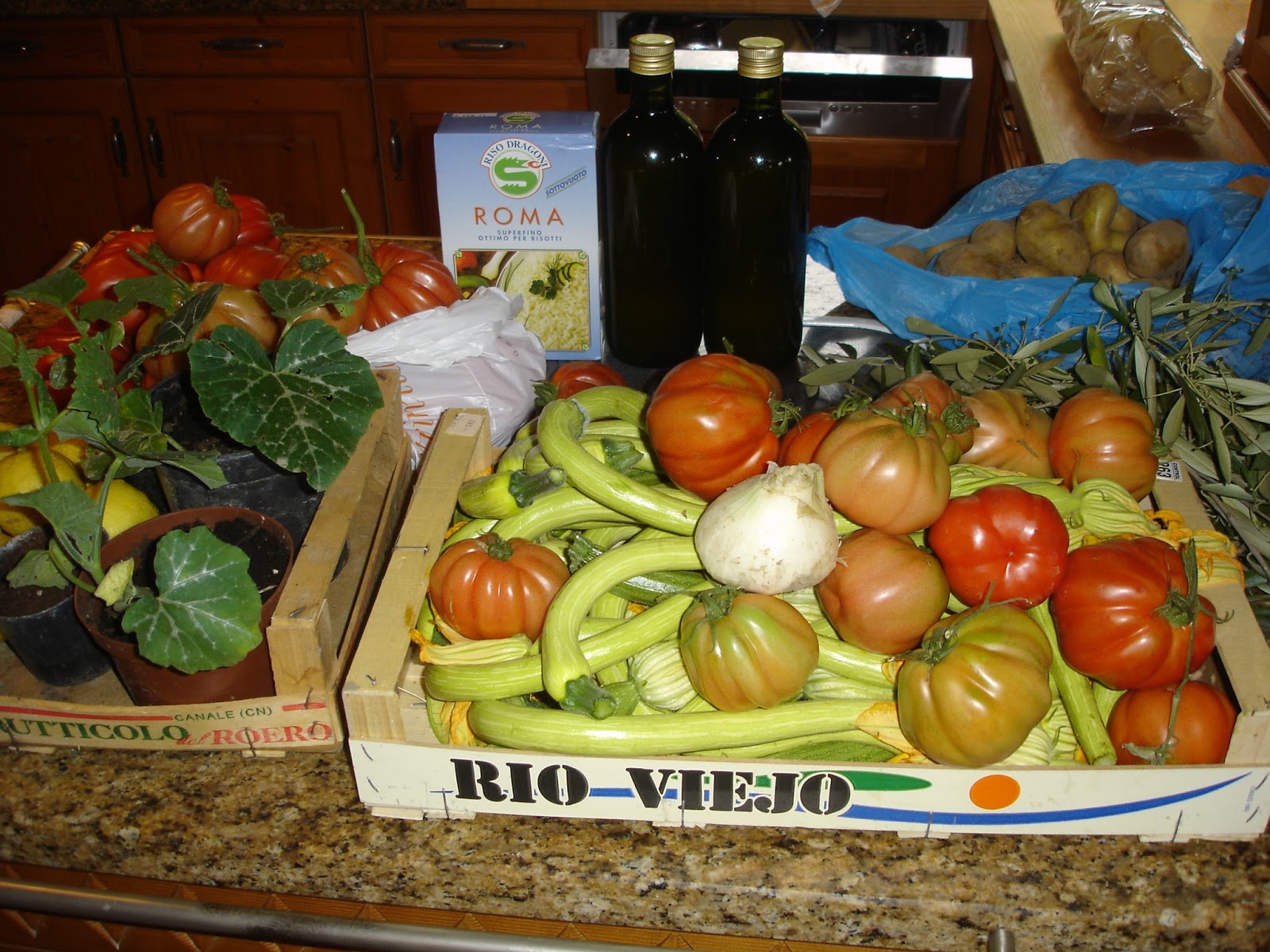 Buntes Landleben: "Zucchetta Tromba D´albenga"
