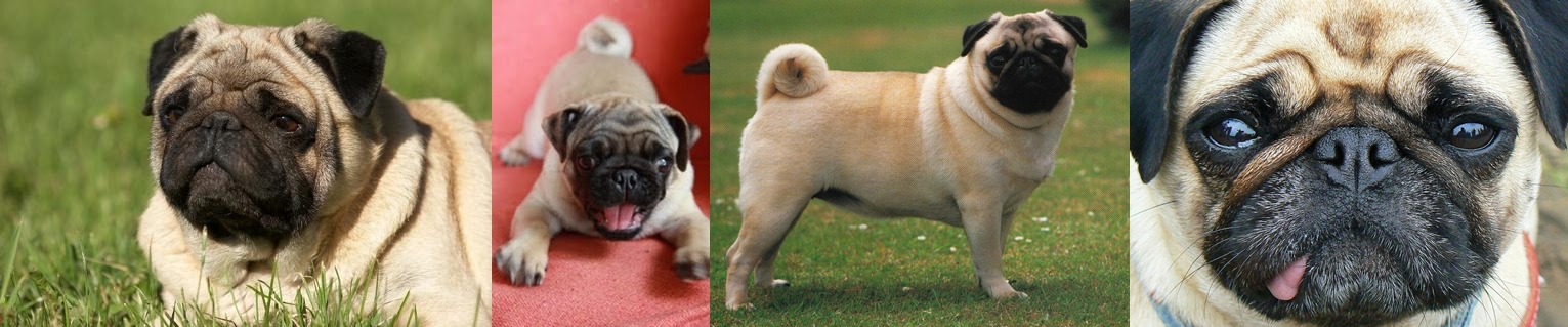 História da origem do Pug :: canil do felicio