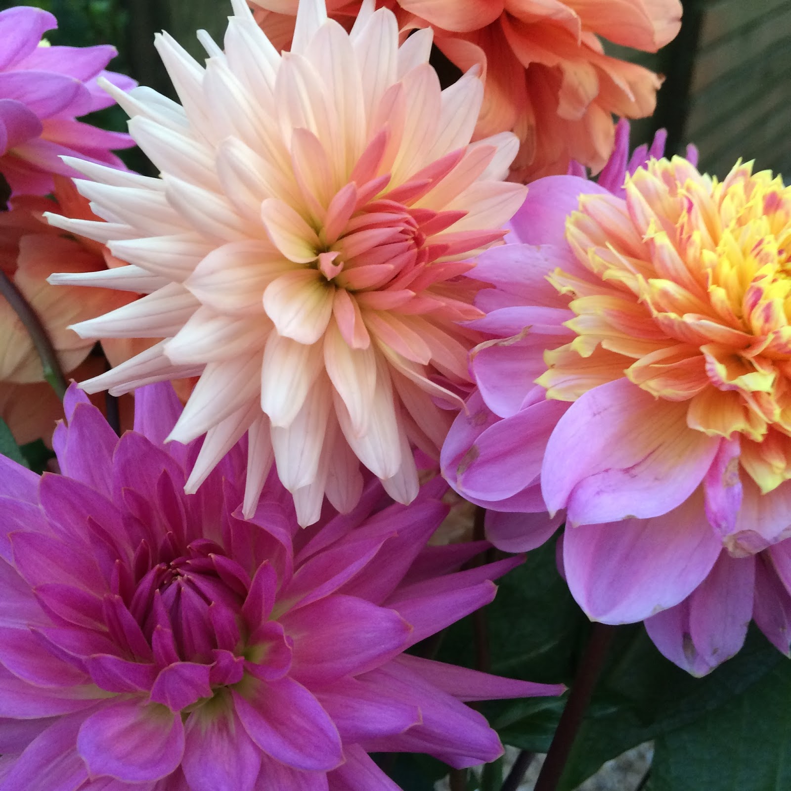 Fru Pedersens have: Smukke og eventyrlige georginer i oktober.