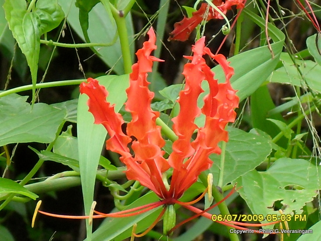 Images of Sri Lanka on blogspot.com: 12/9/12 - 12/16/12