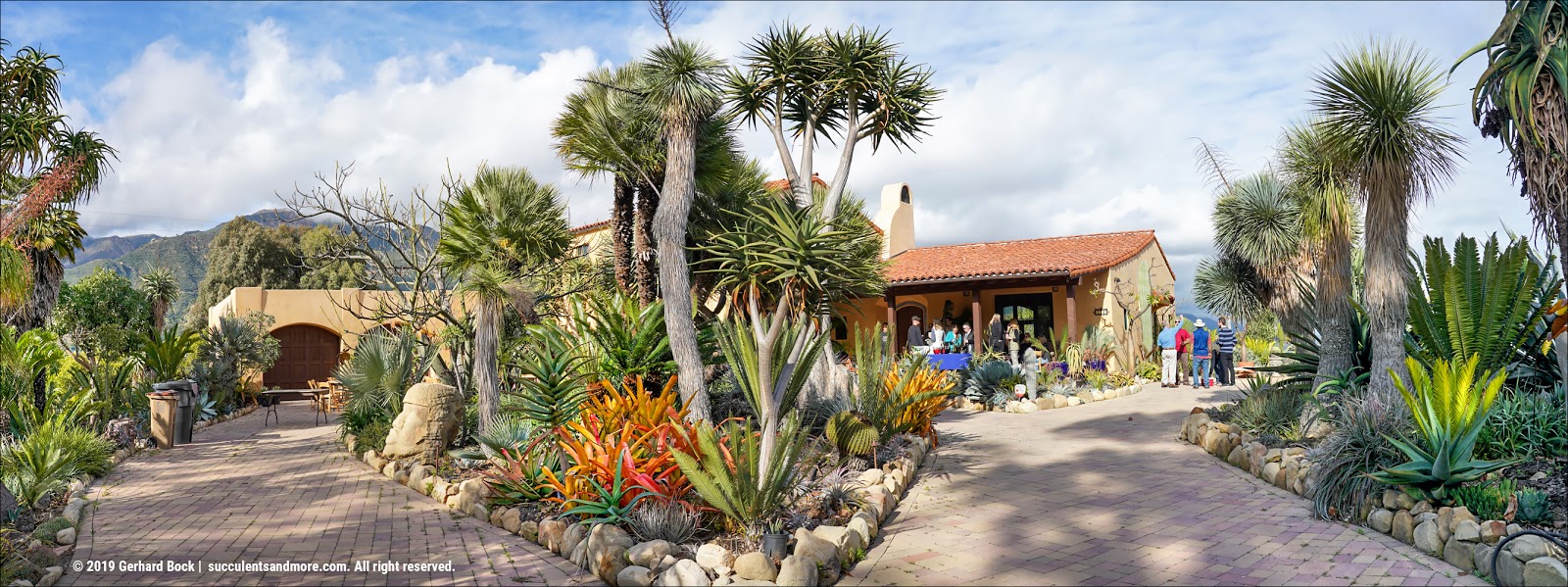 Succulents and More: Aloes in Wonderland, the best-ever name for a nursery