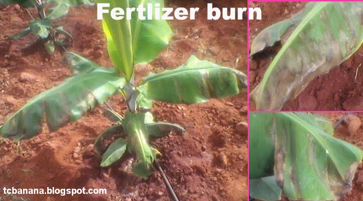 Fertilizer burn - Effect of excessive use of chemical fertilizers ...