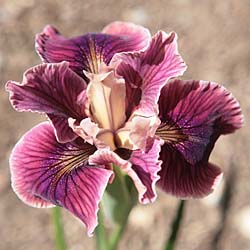 World of Irises: Going Pink––Getting Brighter PCI Flowers