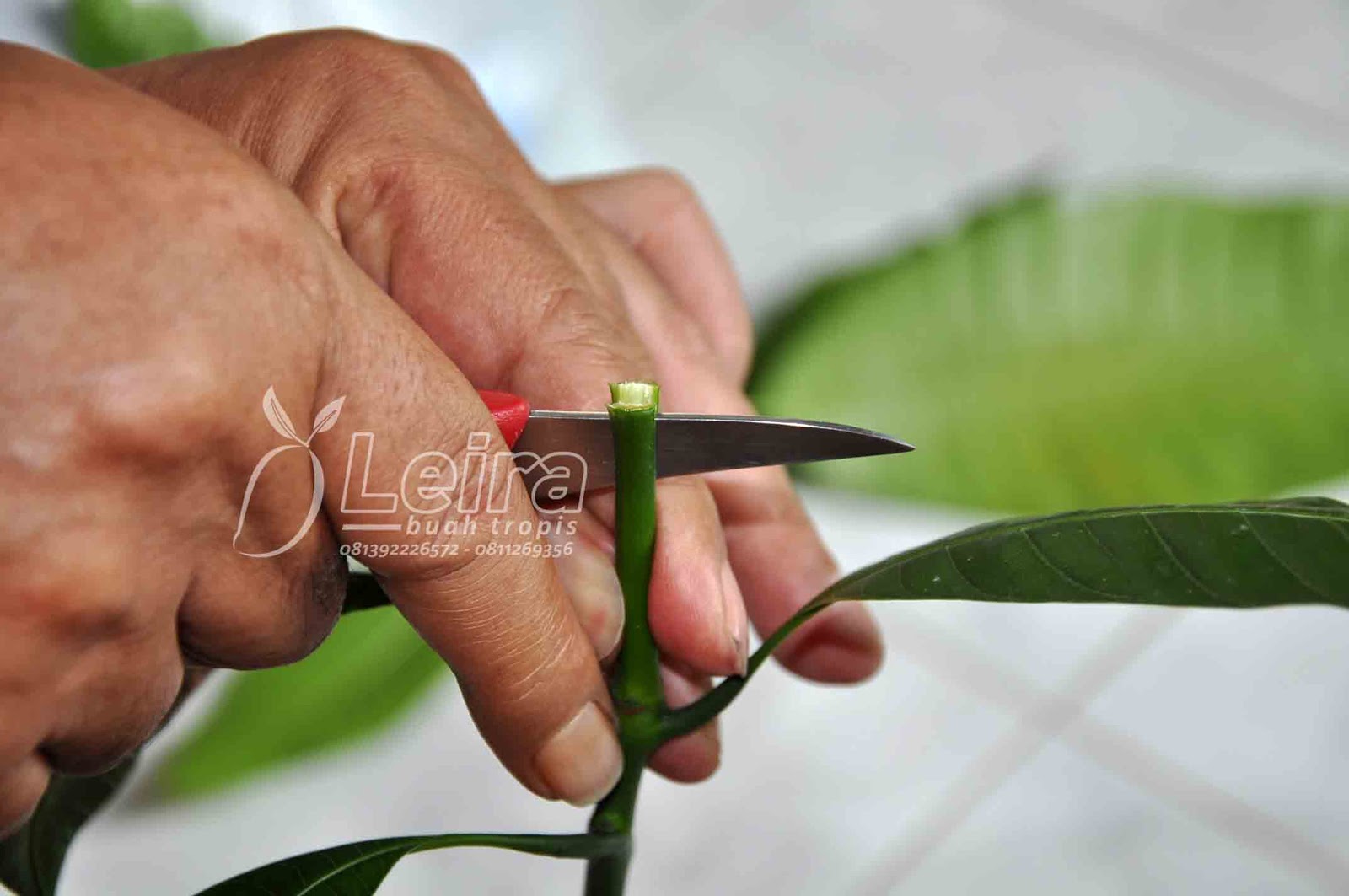 PANDUAN SAMBUNG PUCUK (TOP GRAFTING) PADA TANAMAN