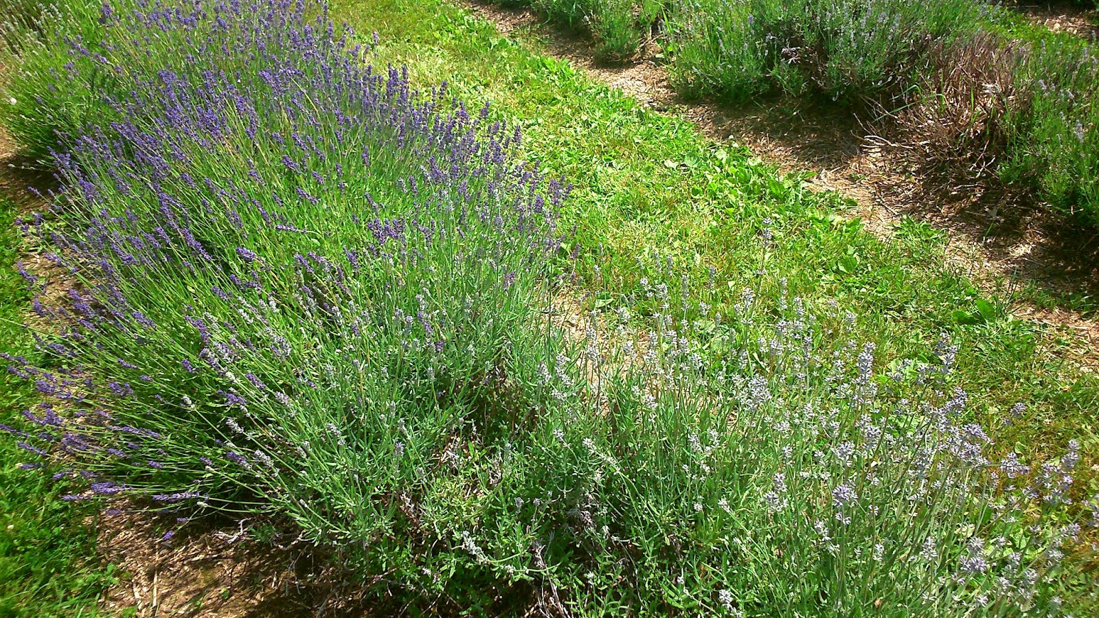 Lavender Lovin' | Bleu Lavande Products and Visiting an Organic ...