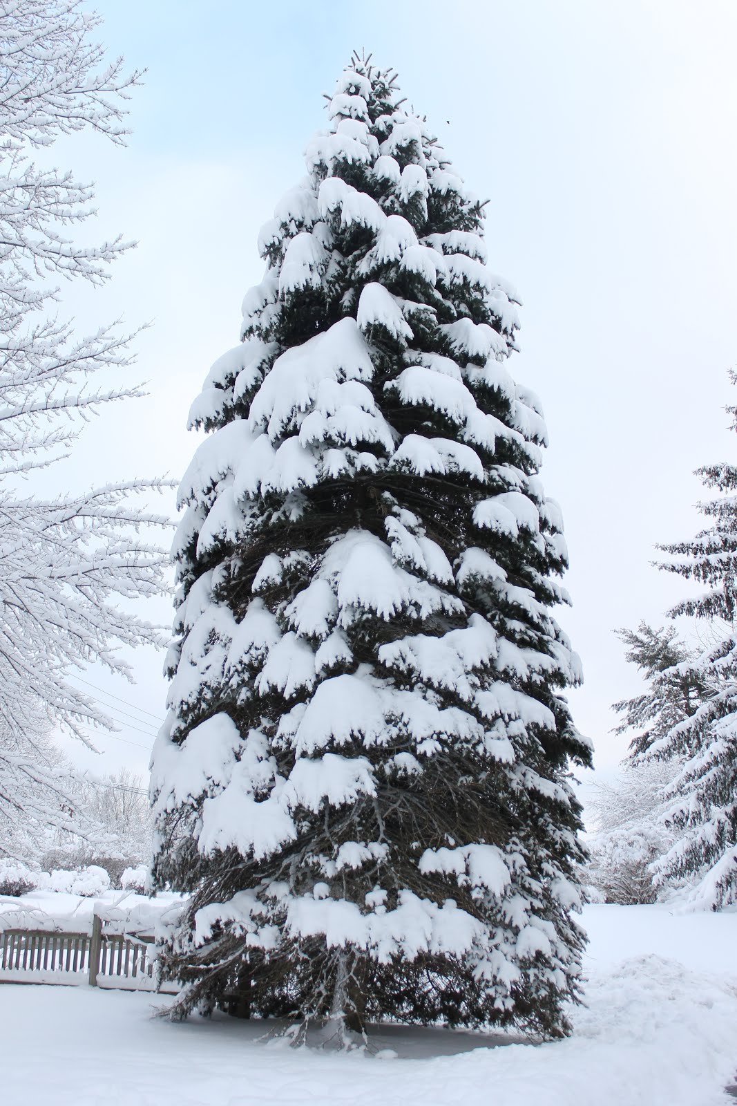always come home: {Project 365} Day 31: Beautiful Blizzard