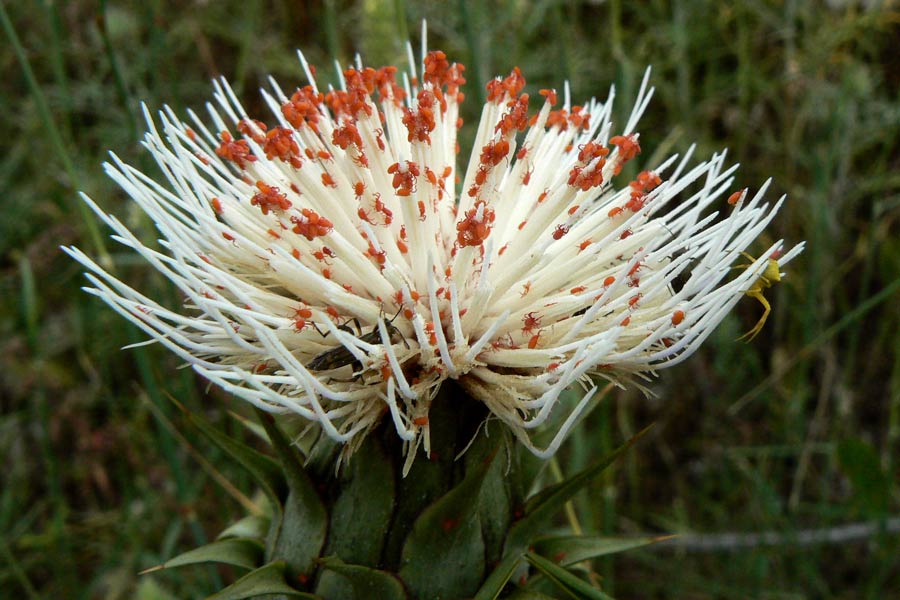 Wildflowers of Andalucia: May 2013