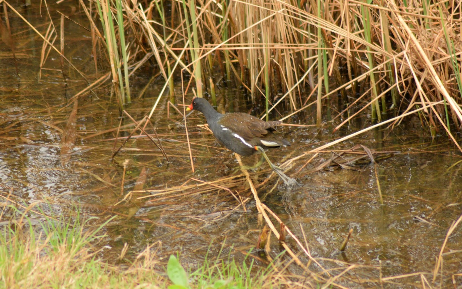 Frumusetile naturii: Gainusa de balta (Gallinula chloropus)