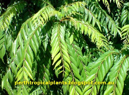 Perth Tropical Plants: How To Grow Indian Curry Leaf Trees In Perth ...
