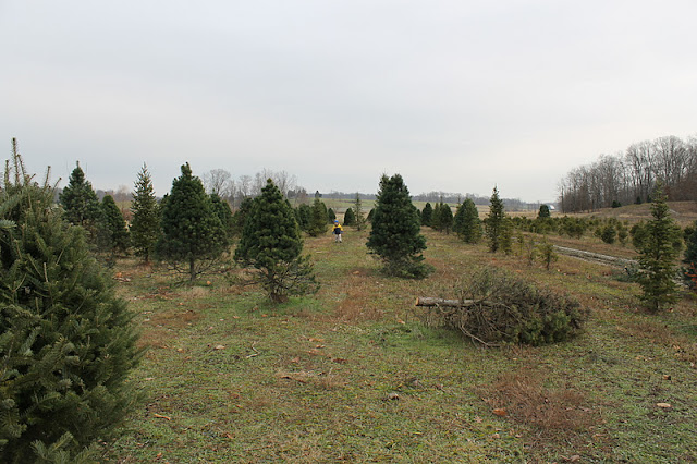 Arrows Sent Forth: A return to Robert's Tree Farm