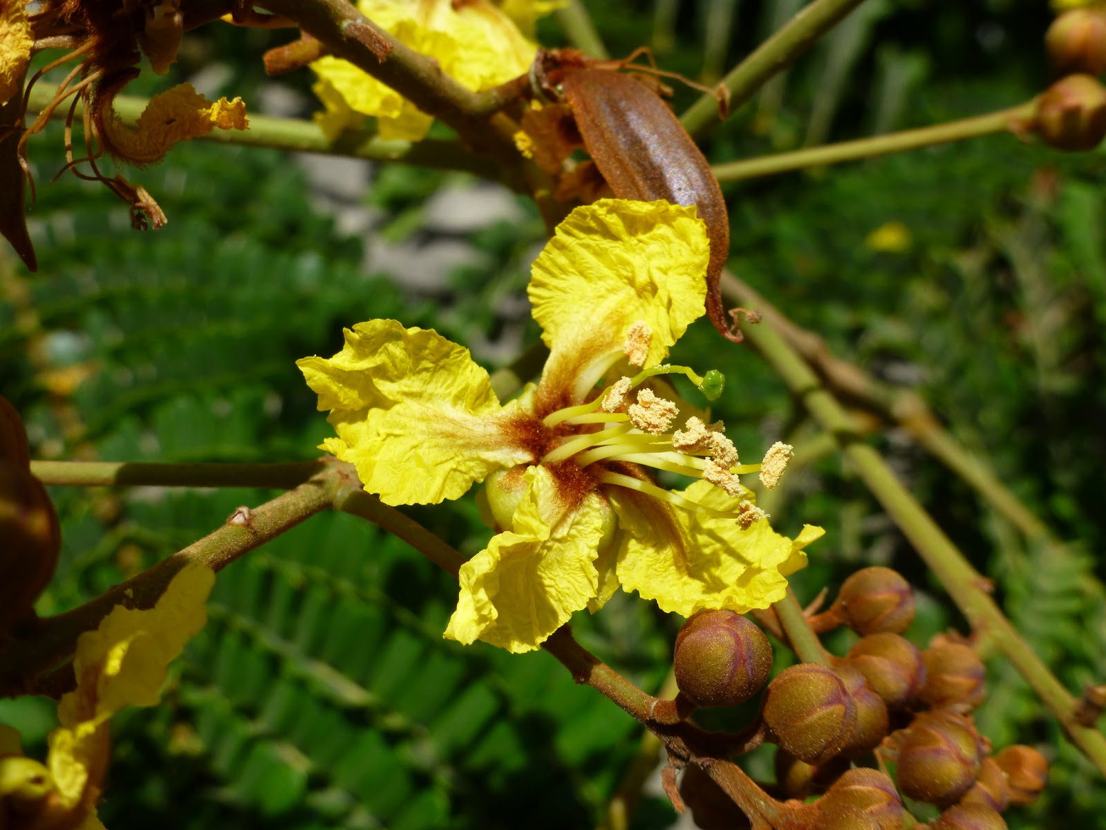 Panchendriya: PELTOPHORUM PTEROCARPUM