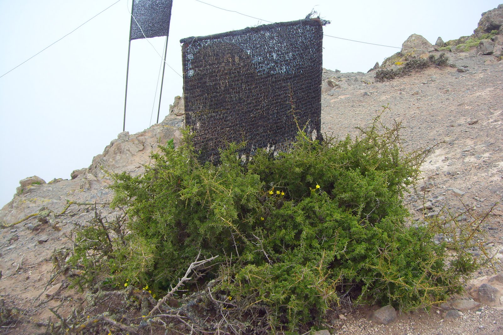 Eco-antropología: El oasis de niebla de Alto Patache: esplendor ...