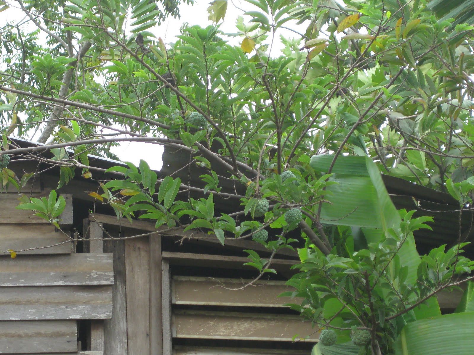 The Beginning: Some Pictures from PNG
