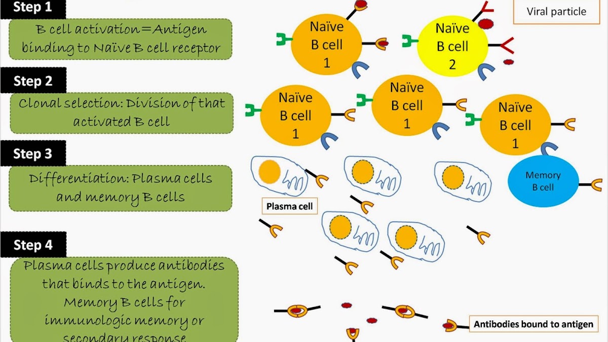Humoral Immunity Vs Cell Mediated Immunity