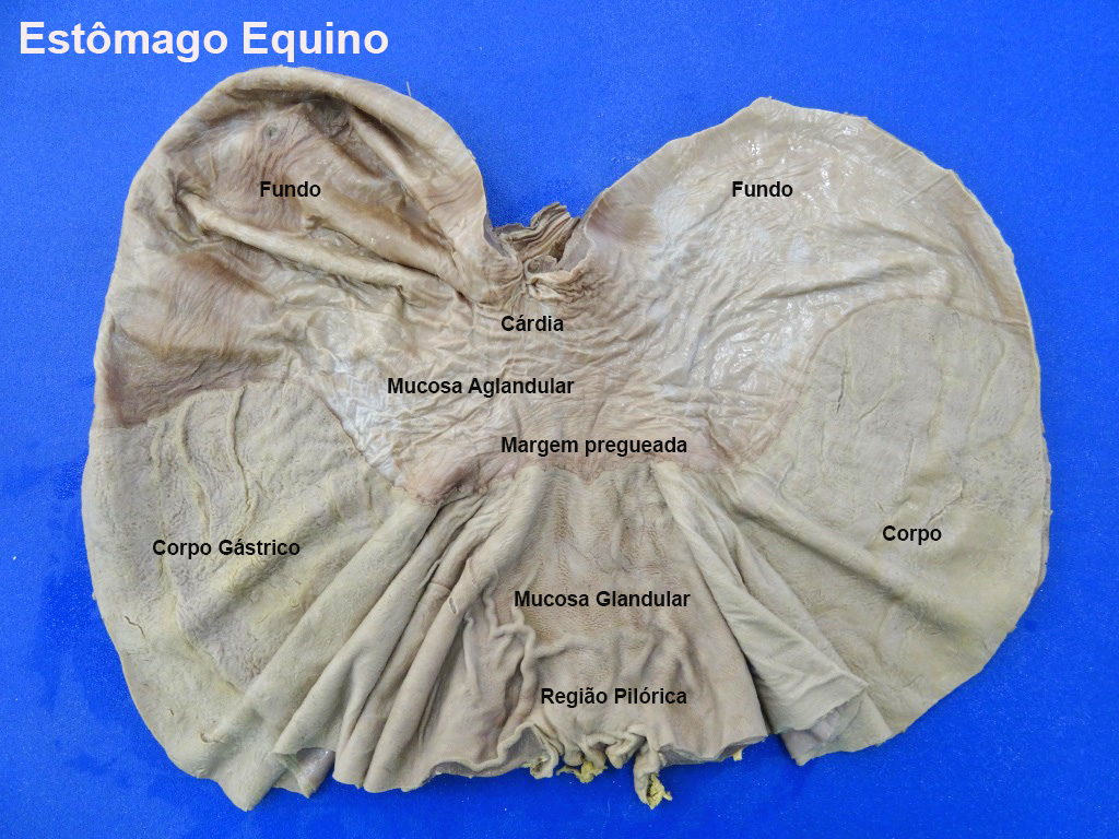 Diagrama De Faringe E Esofago AnatoVet: SISTEMA DIGESTÓRIO FARINGE,