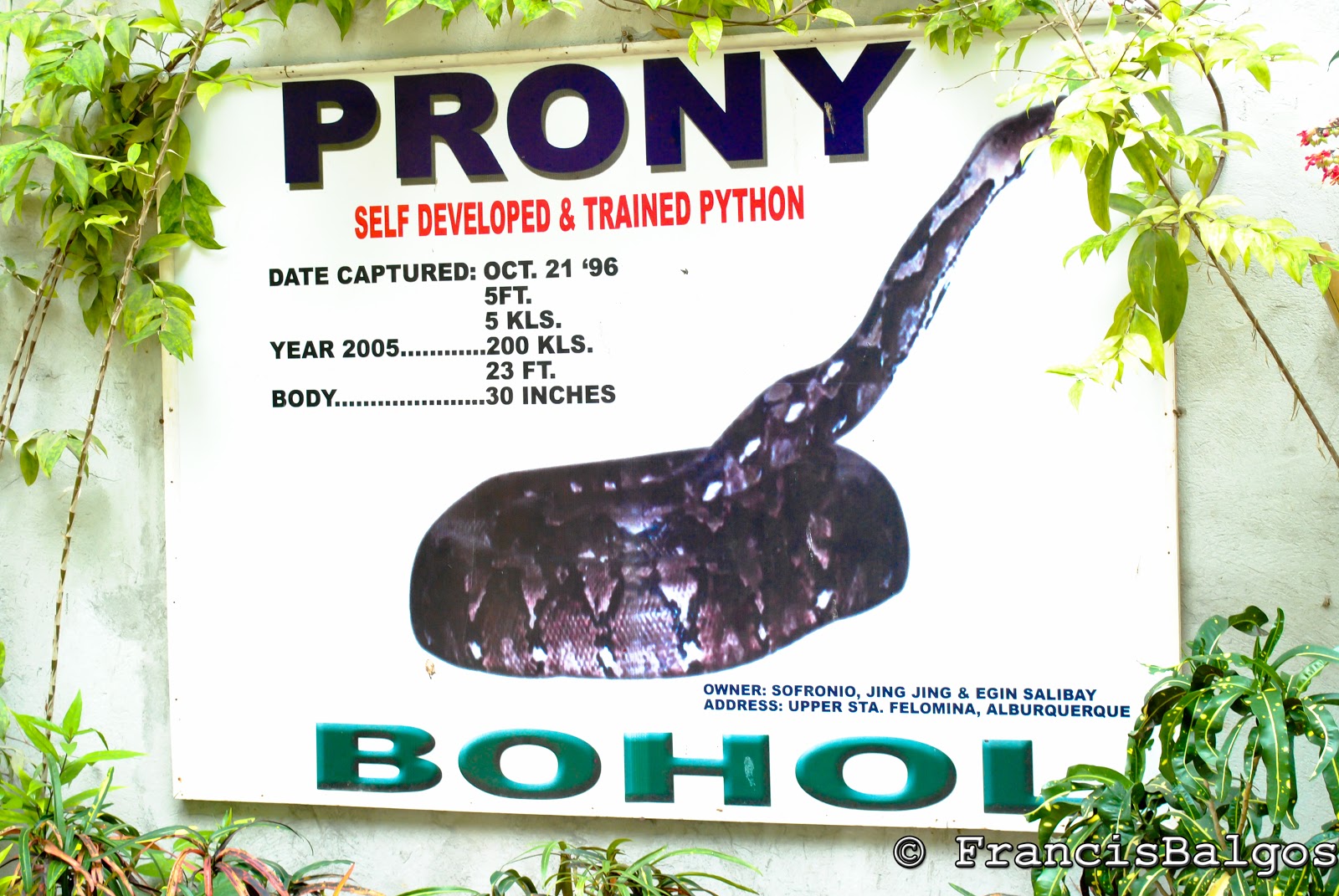 Bohol | Biggest Python ~ Pala-lagaw