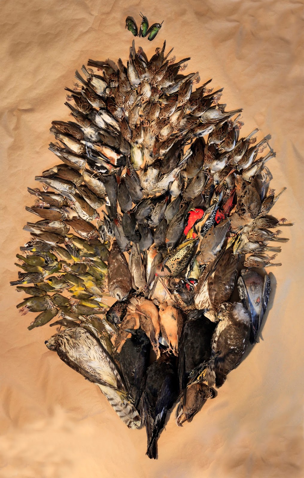 Flora Urbana: L'éteignoir