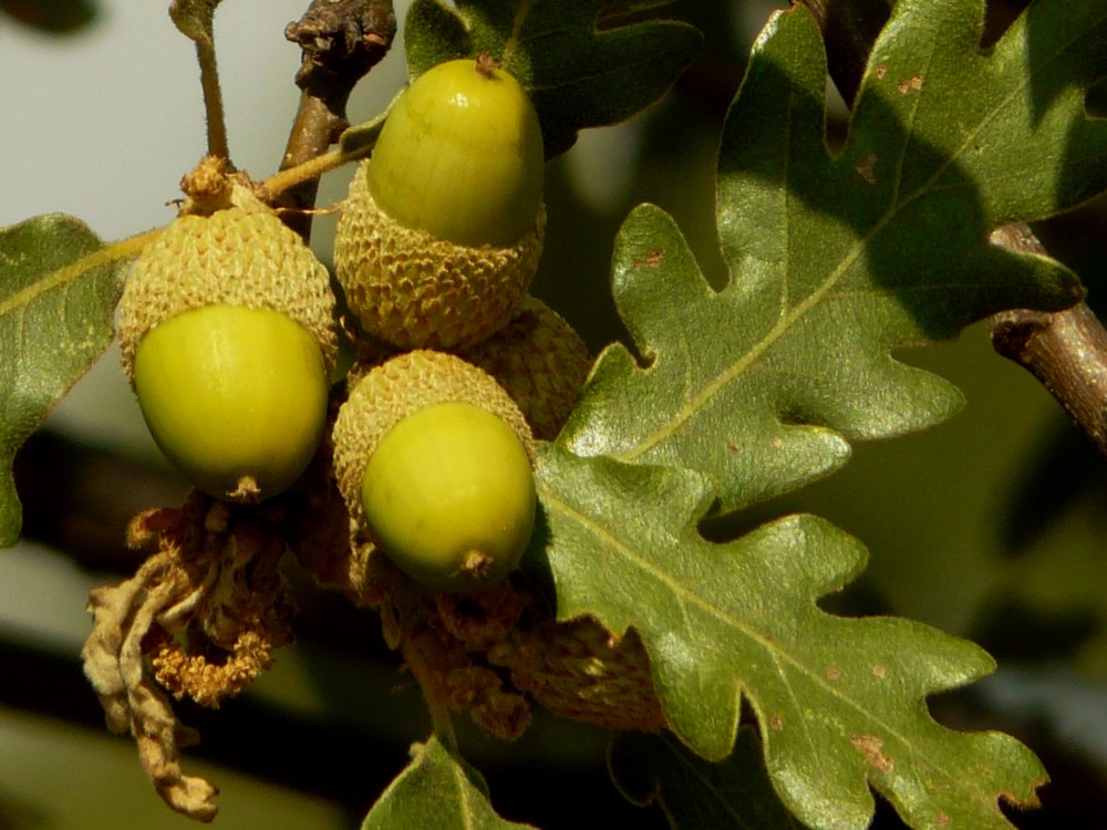 Rincón Creativo: Bellotas